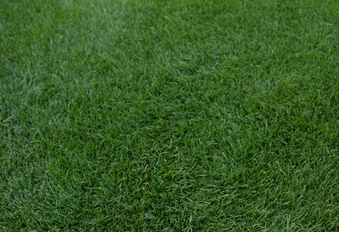 GCI Turf Blue Heat Grass Seed – GCI Turf Academy